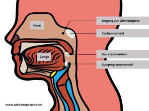 Paukenerguss und Polypen: So beeinflussen sie die Sprachentwicklung ...